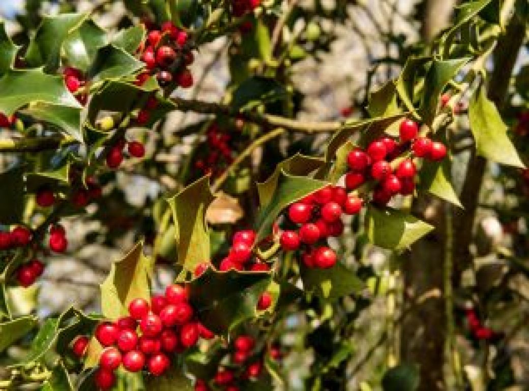 Plant Preview - Kalmia Gardens