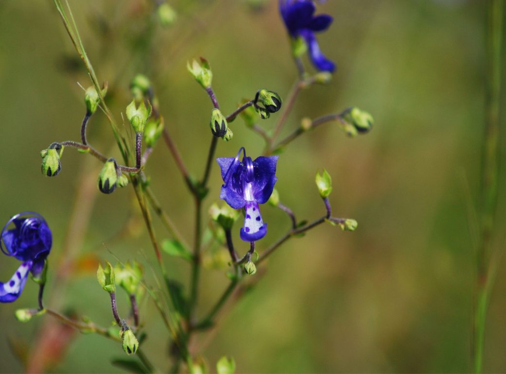 Plant Preview - Kalmia Gardens
