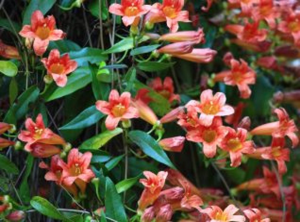 Plant Preview - Kalmia Gardens