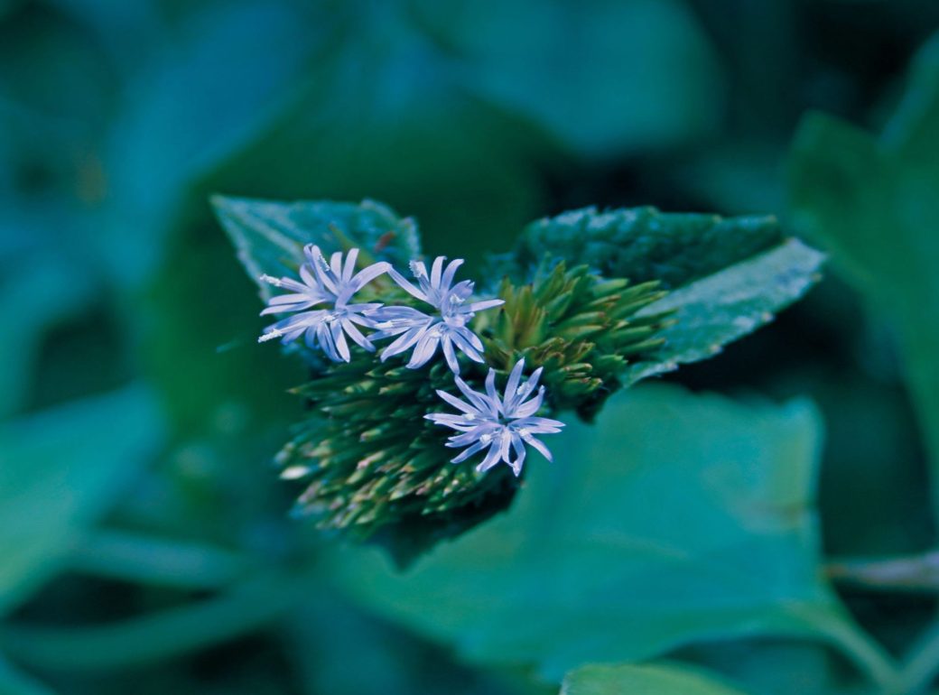 Plant Preview - Kalmia Gardens
