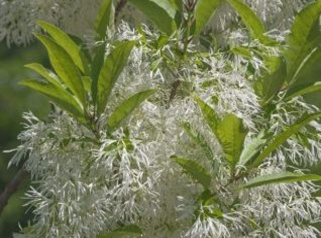 Plant Preview - Kalmia Gardens