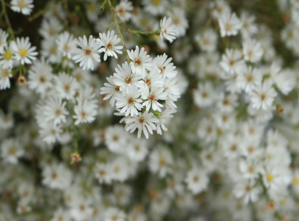 Plant Preview - Kalmia Gardens