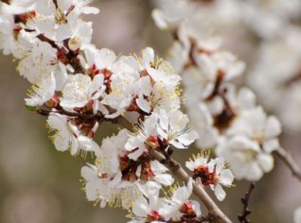 Plant Preview - Kalmia Gardens